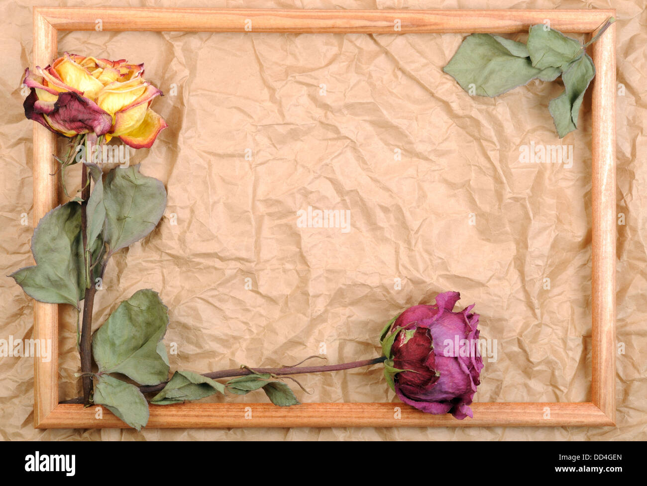 Damaged roses hi-res stock photography and images - Alamy