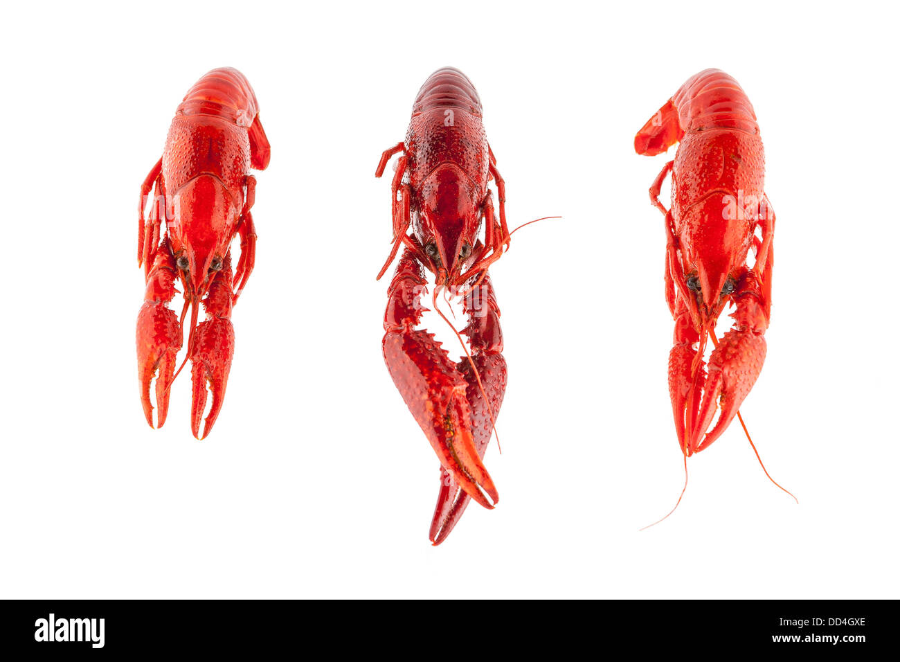 Three red crayfish Stock Photo - Alamy
