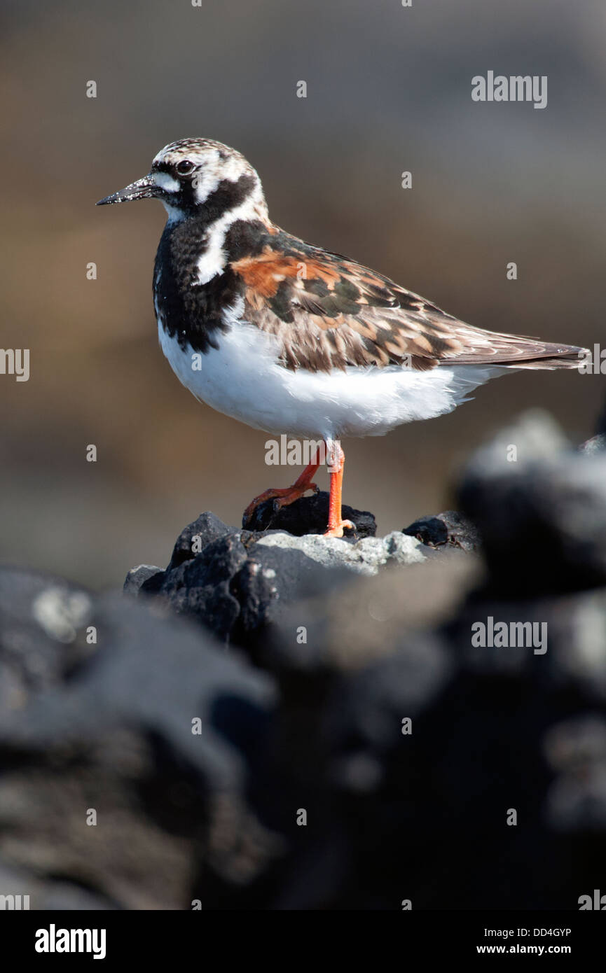 Turnstone bird uk hi-res stock photography and images - Alamy