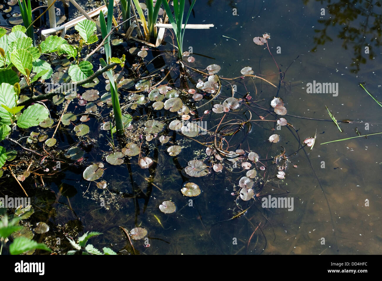 Fringed Water-Lily floating in a small pond Jackson's Brick Works ...