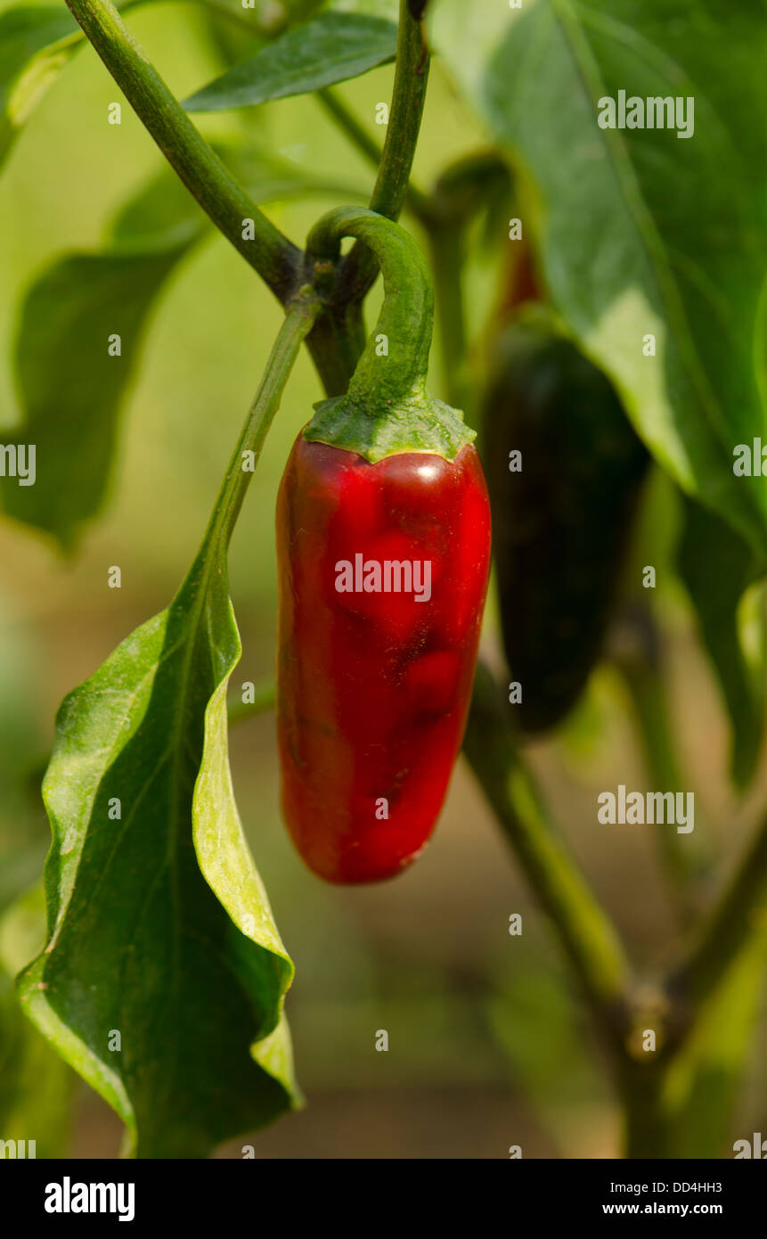 Red pods on plant hi-res stock photography and images - Alamy