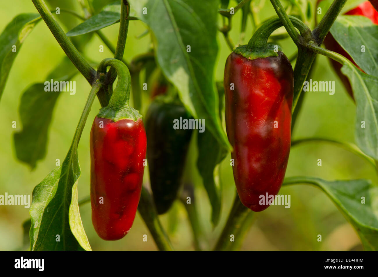 Pods of ripened red Jalapeno peppers on plant. Malaga, Spain Stock ...