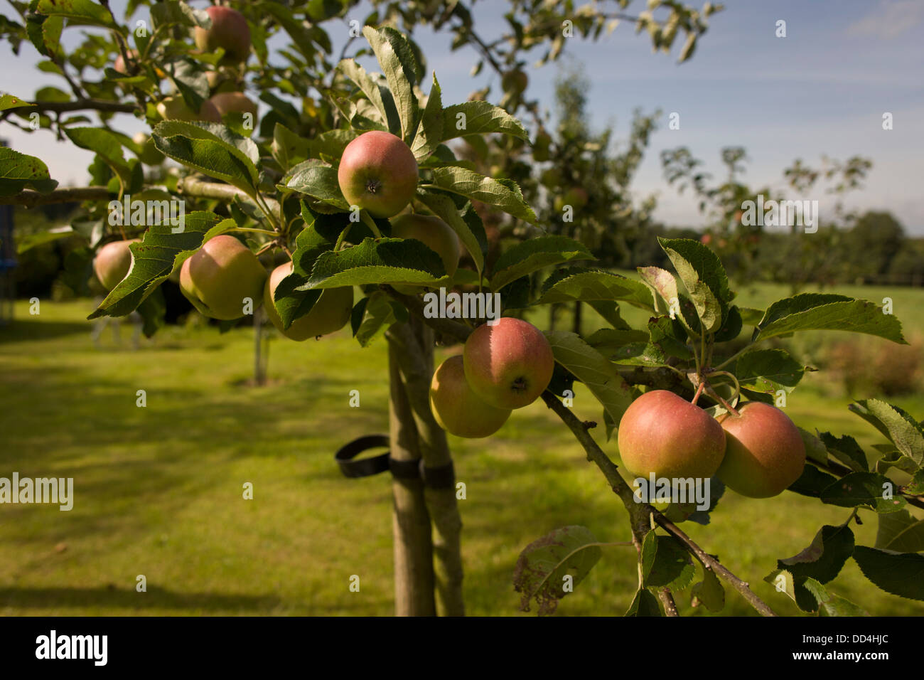Red eating apples grow in a garden orchard in Somerset Stock Photo - Alamy