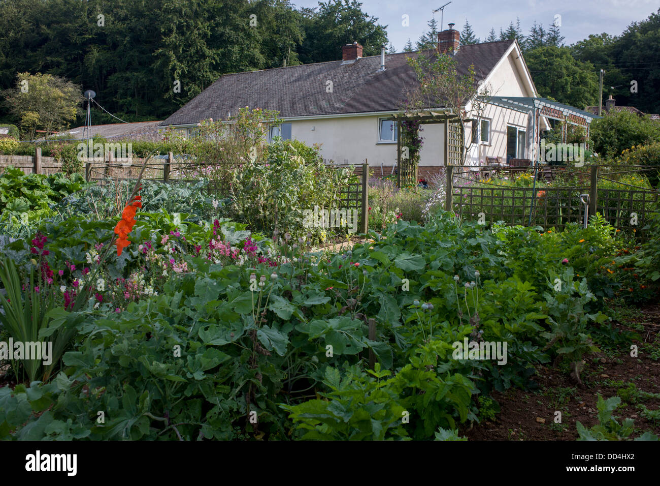 Assorted home-grown vegetable plot in a Somerset back garden Stock ...