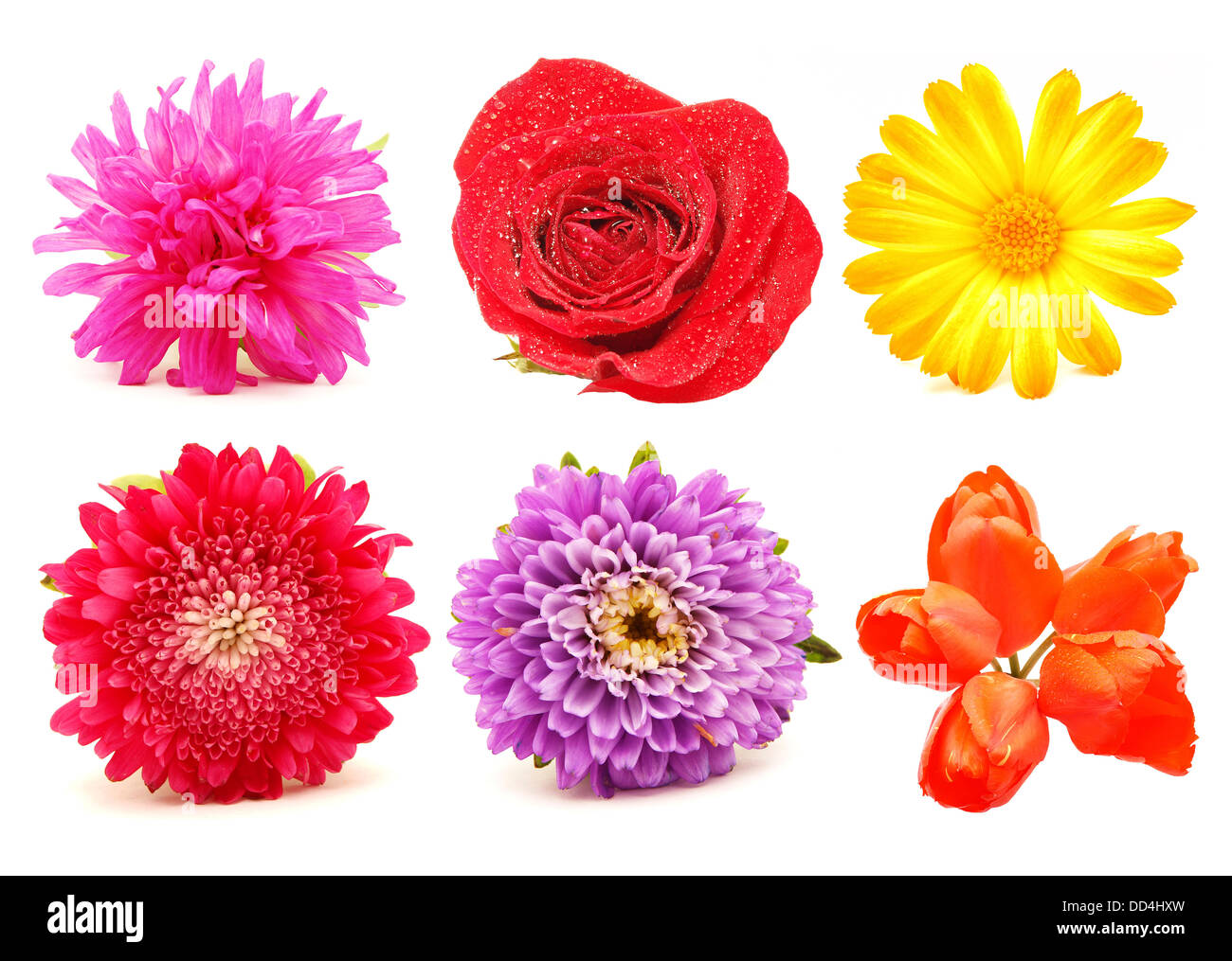 Zinnia cutout hi-res stock photography and images - Alamy