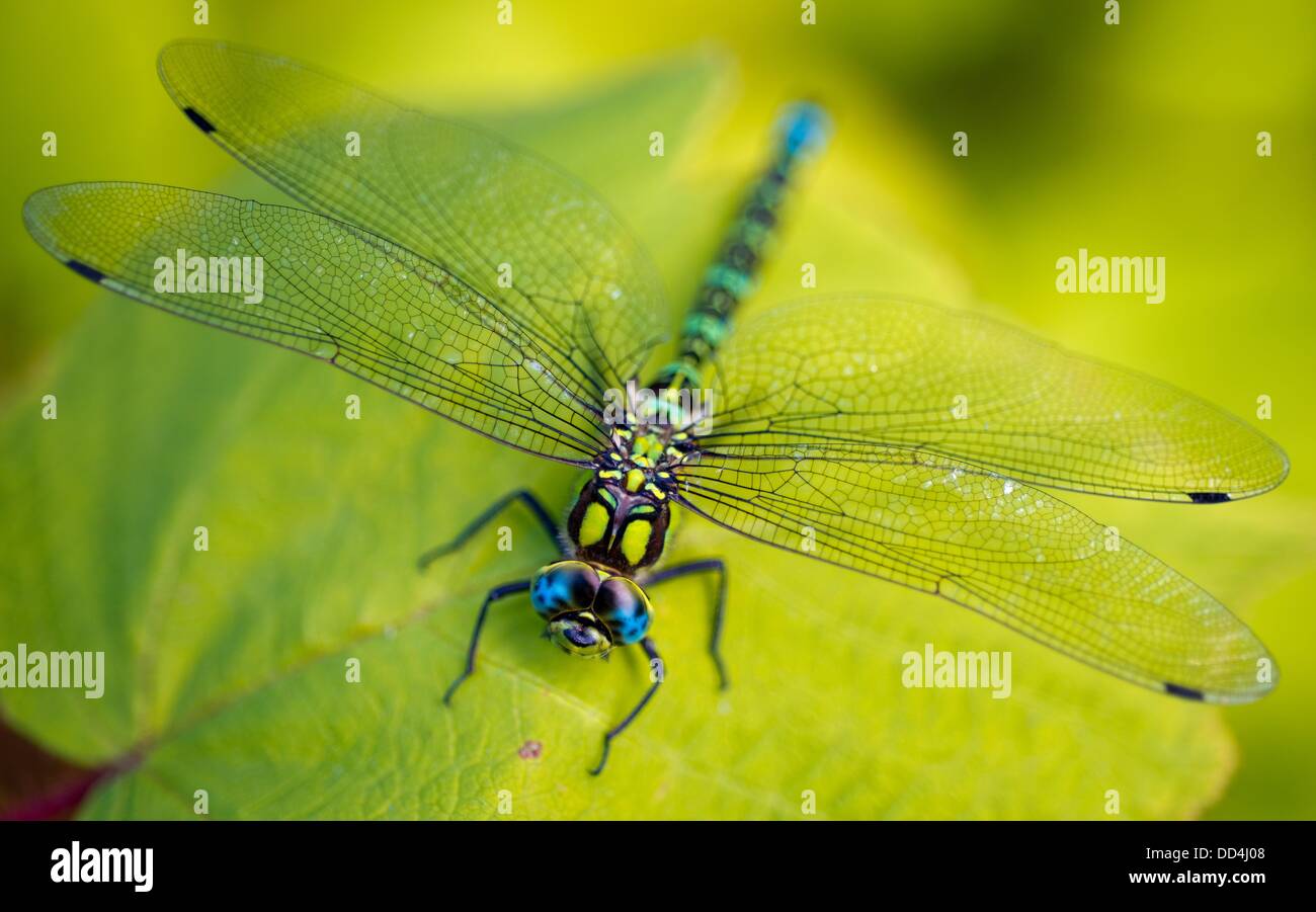 A dragonfly (lat. Odonata) sits on a leaf in Frankfurt Oder, Germany ...