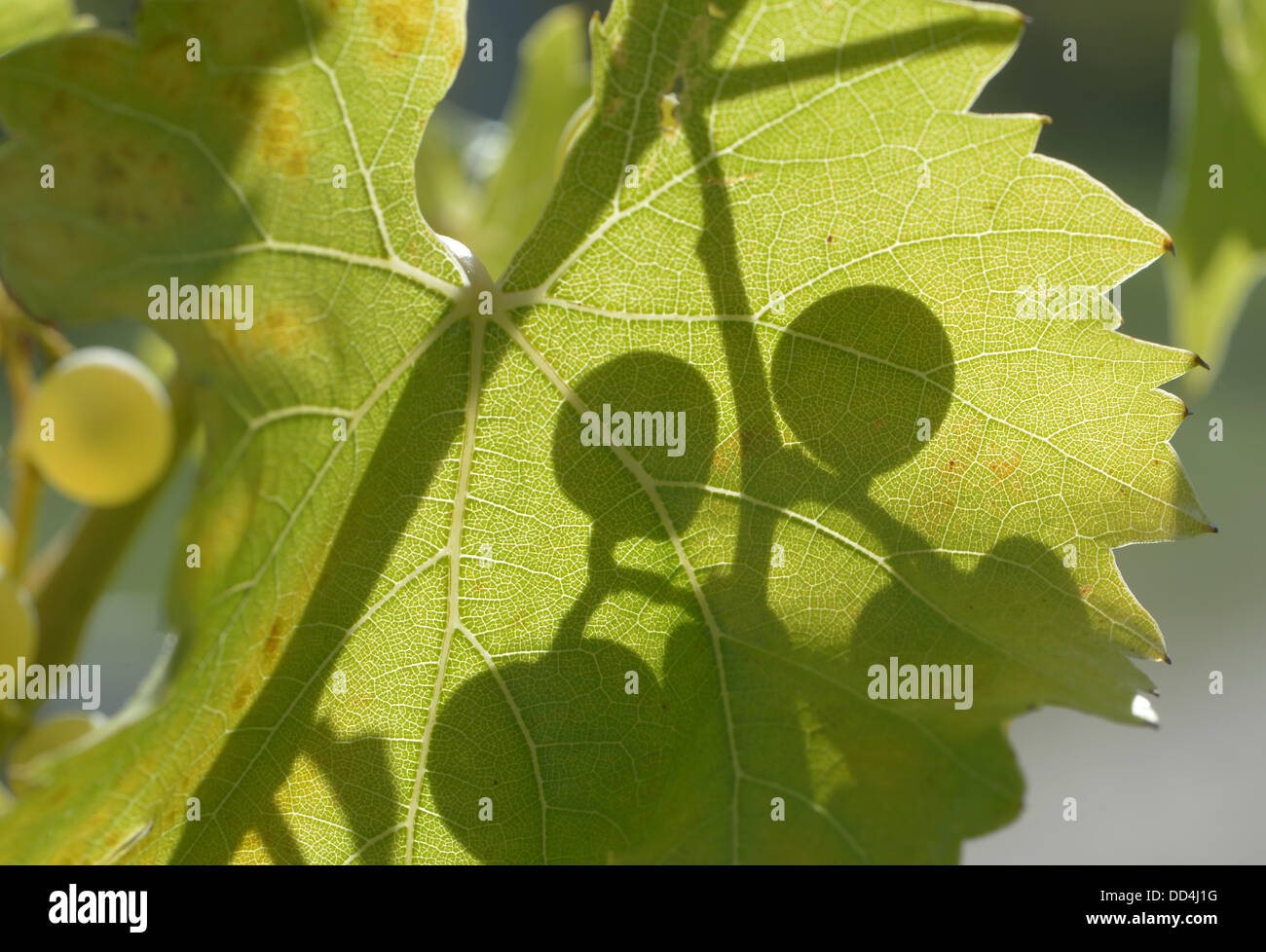 Vines vine vinyard germany hi-res stock photography and images - Alamy