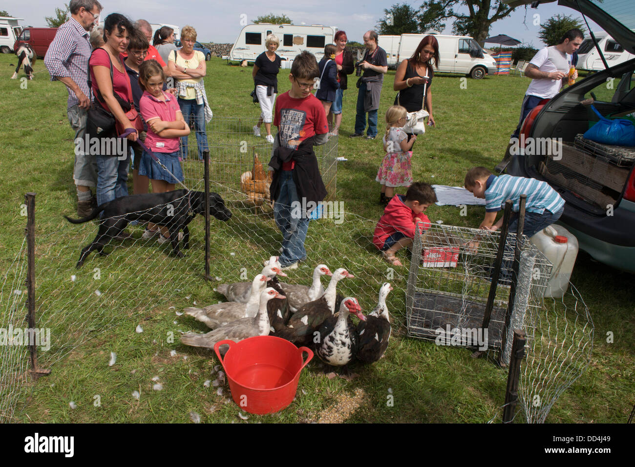 Priddy sheep fair hi-res stock photography and images - Alamy