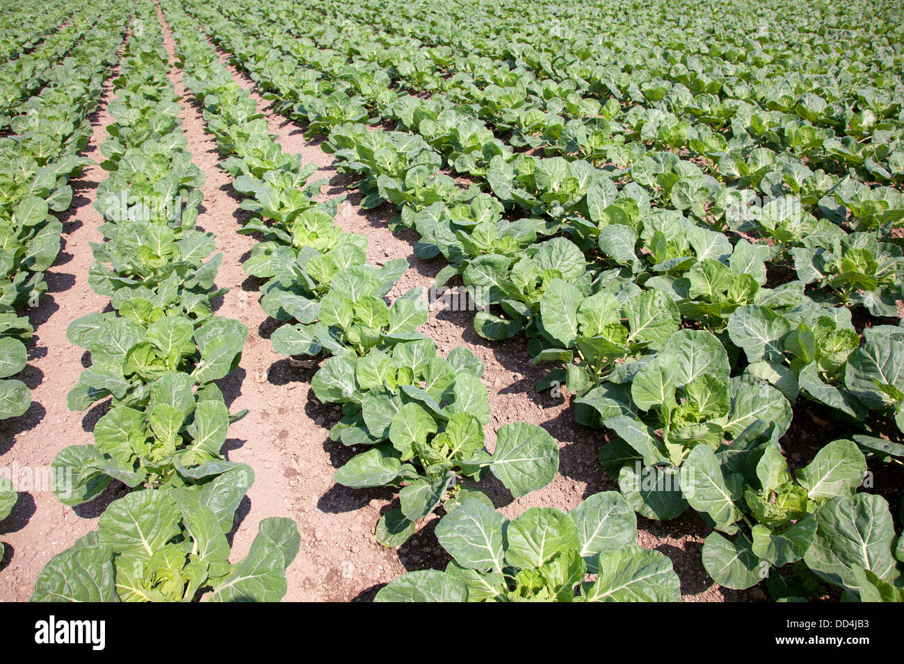 Rows cabbage on farm hi-res stock photography and images - Alamy