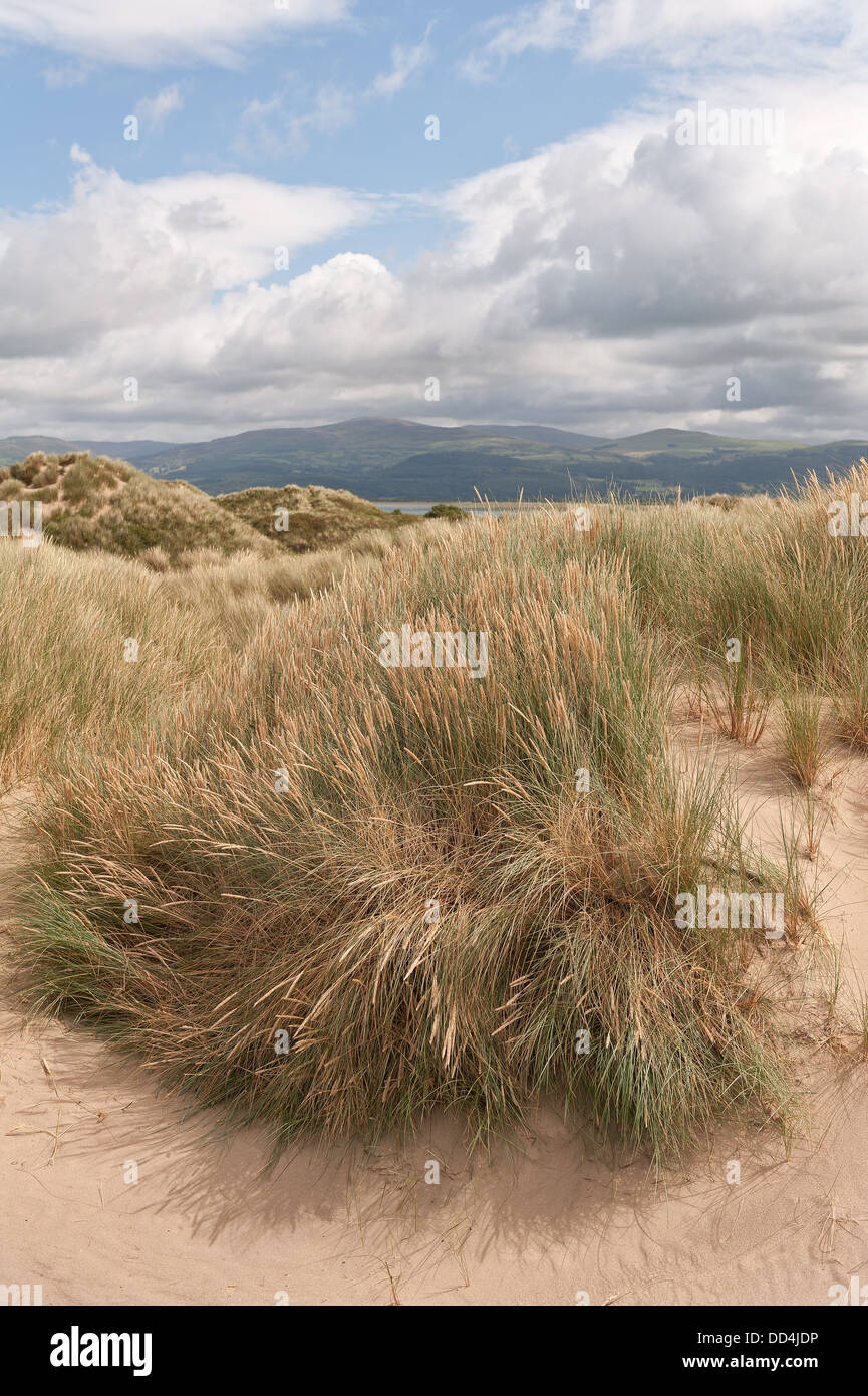 Marram grass amongst Ynyslas sand dunes stabilising the still growing ...
