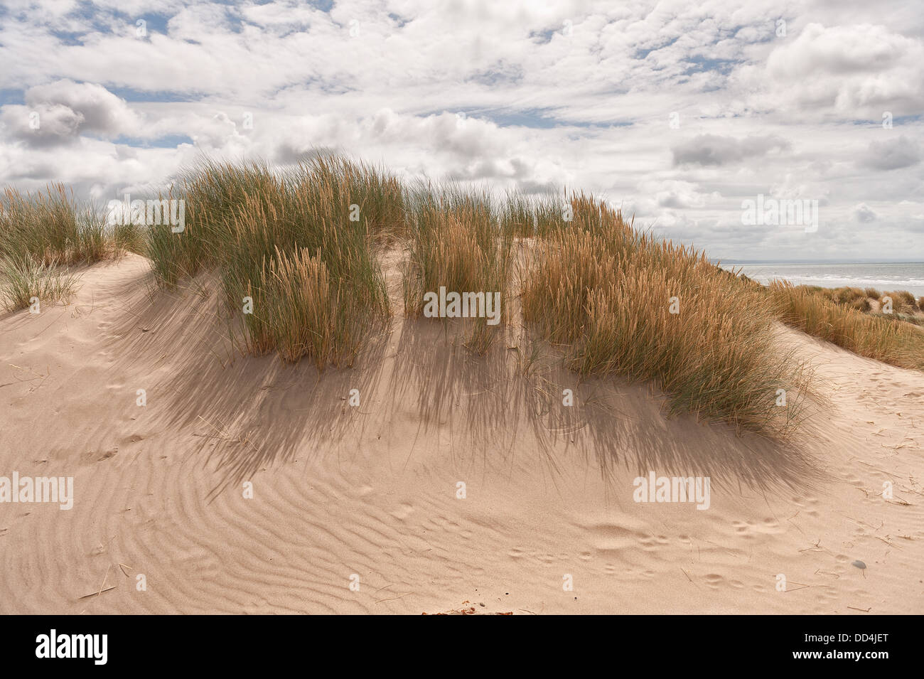 Amongst marram grass hi-res stock photography and images - Alamy