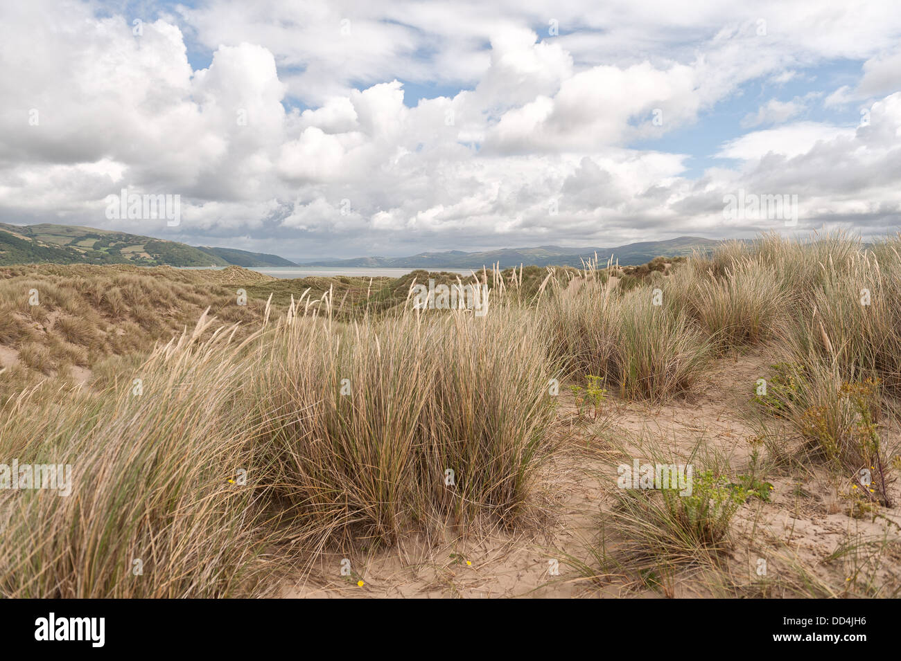 Amongst marram grass hi-res stock photography and images - Alamy