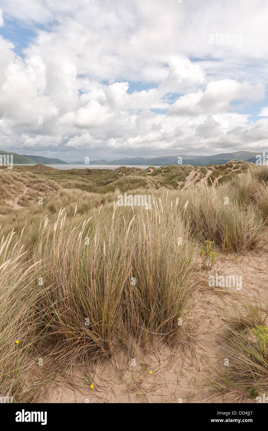 Amongst marram grass hi-res stock photography and images - Alamy