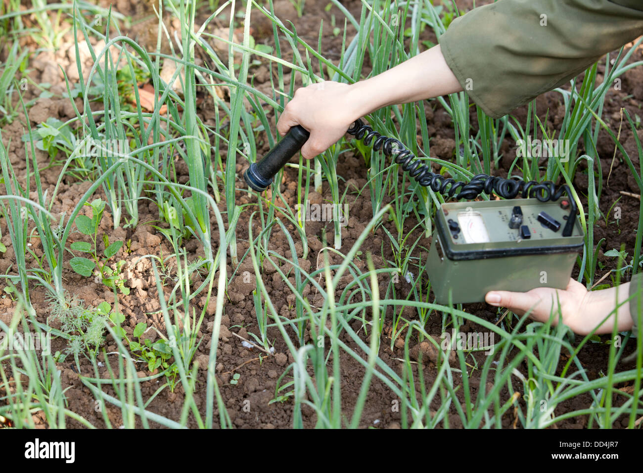 measuring radiation levels of onions Stock Photo - Alamy