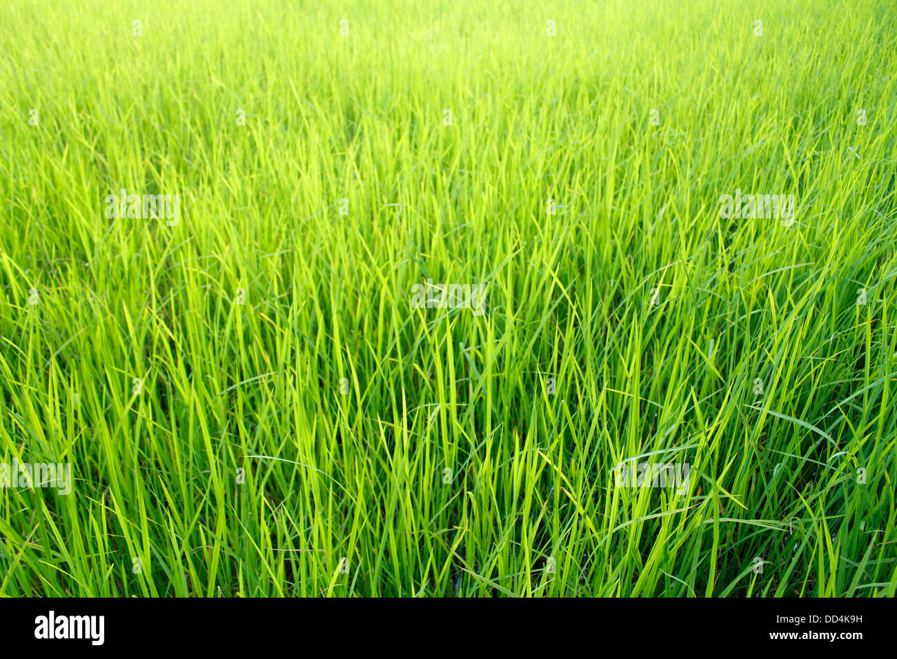 Paddy field; India Stock Photo - Alamy