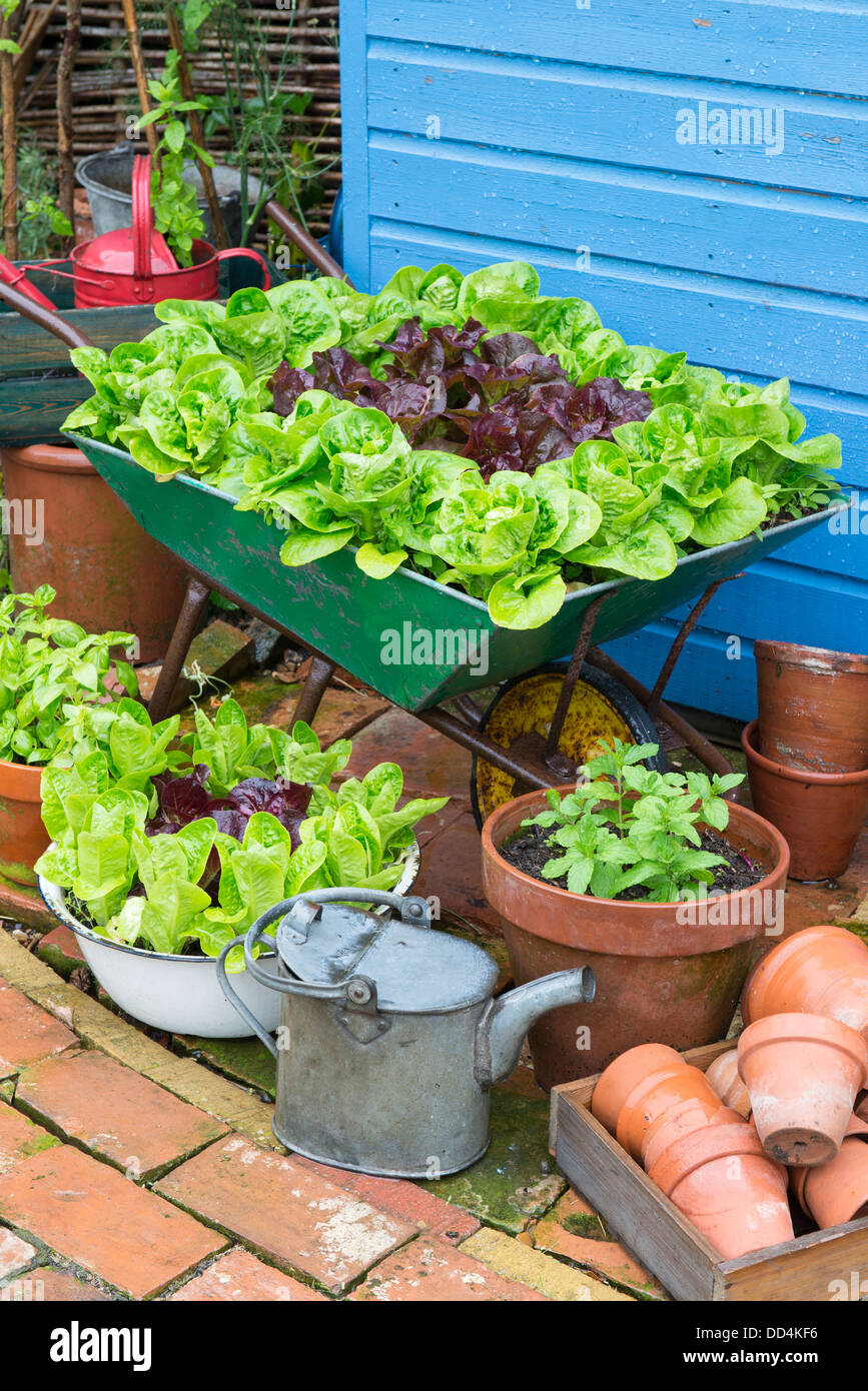 Small garden corner with old wheelbarrow and old enameled bowl planted ...