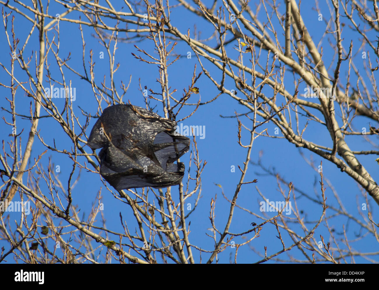 plastic bag in a tree Stock Photo - Alamy