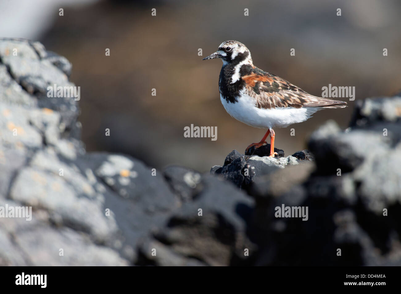Ruddy Turnstone (Arenaria interpres Stock Photo - Alamy