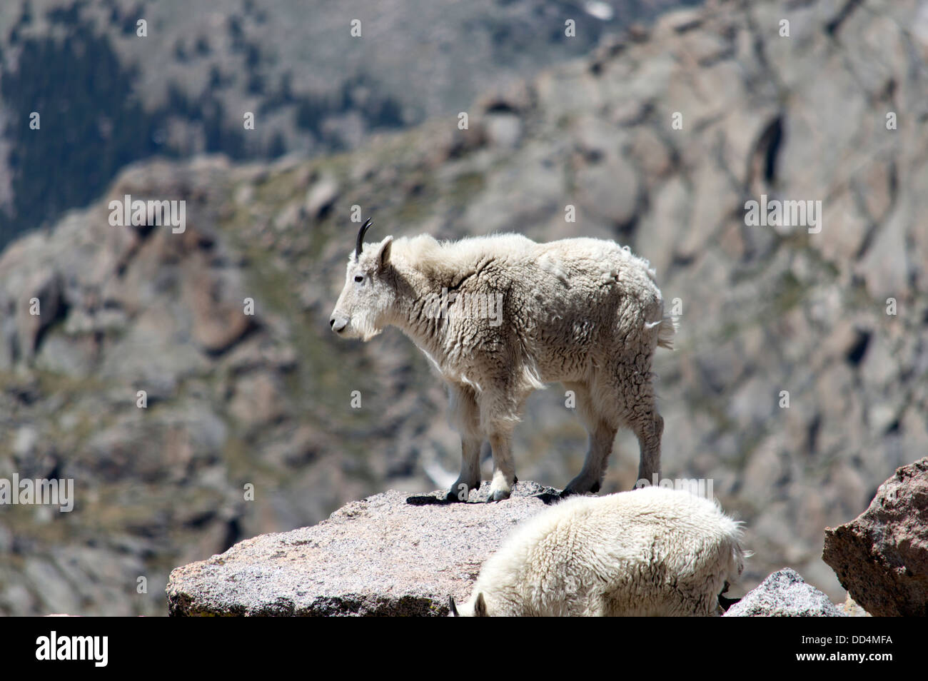 Mountain Goats on Mount Evans near Denver, Colorado, USA Stock Photo ...