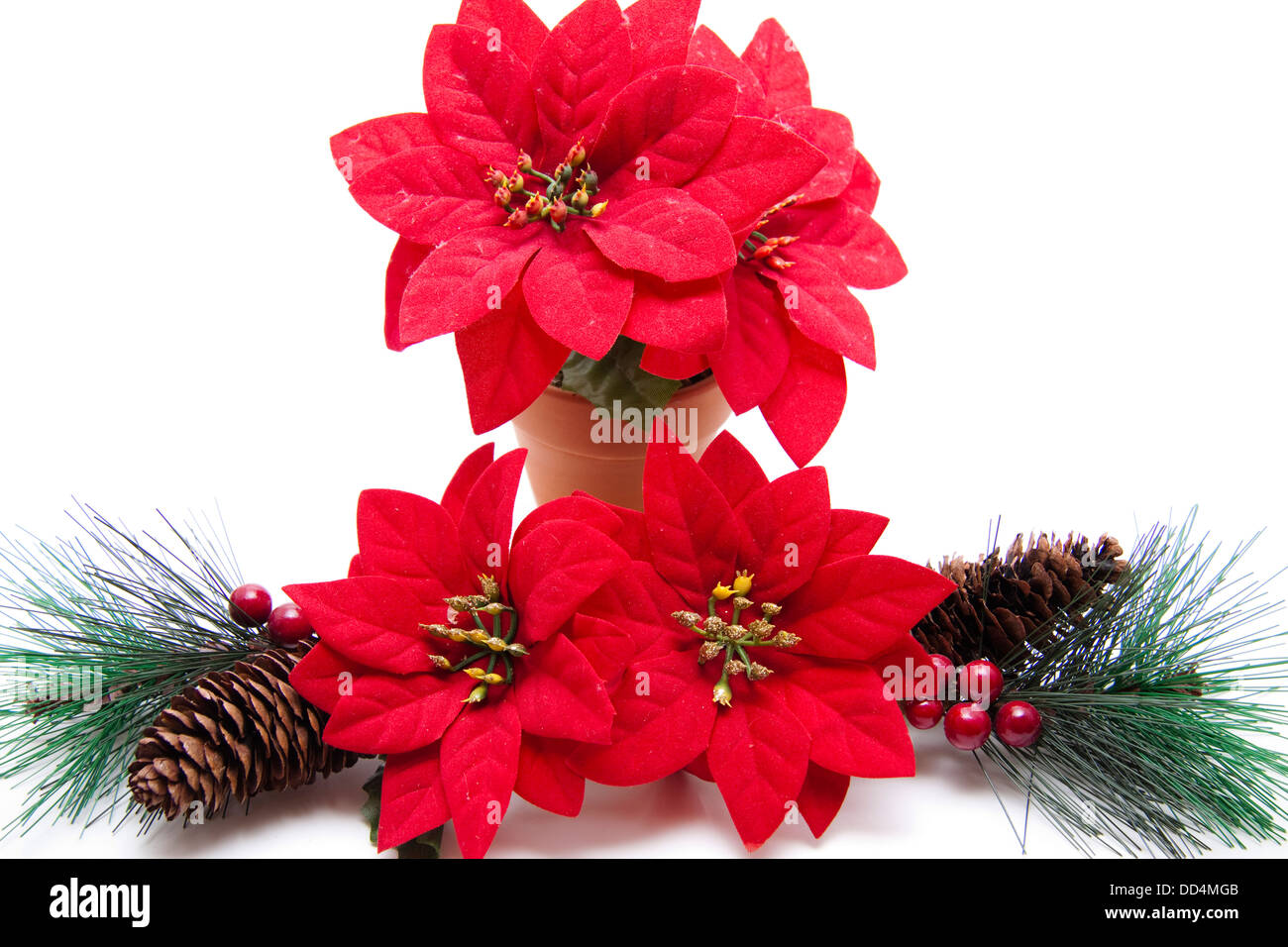 Pine Plug High Resolution Stock Photography and Images - Alamy