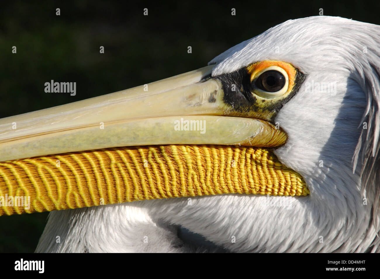Pelican Head in close-up Stock Photo - Alamy