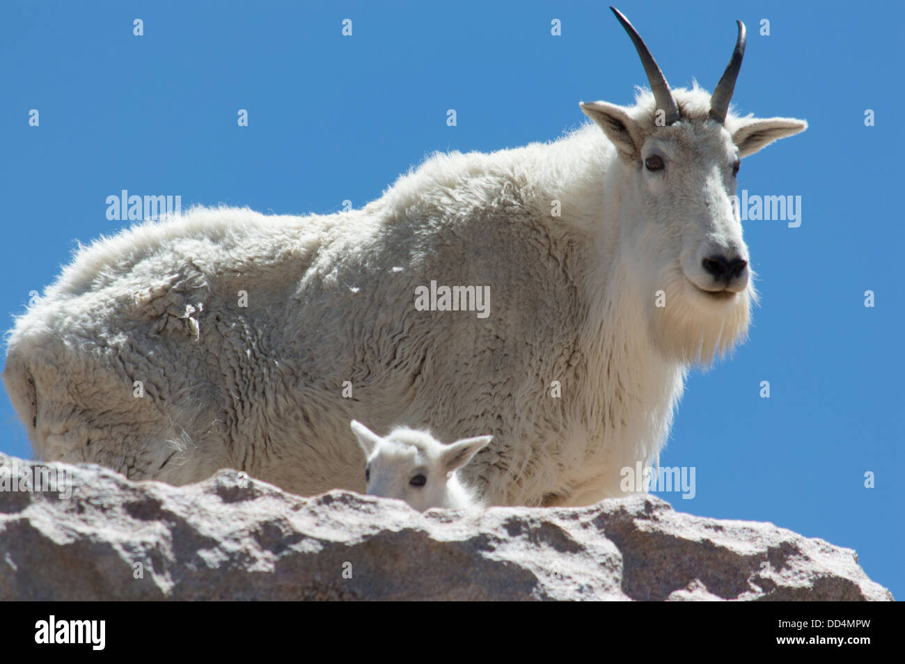 Colorado goats hi-res stock photography and images - Alamy