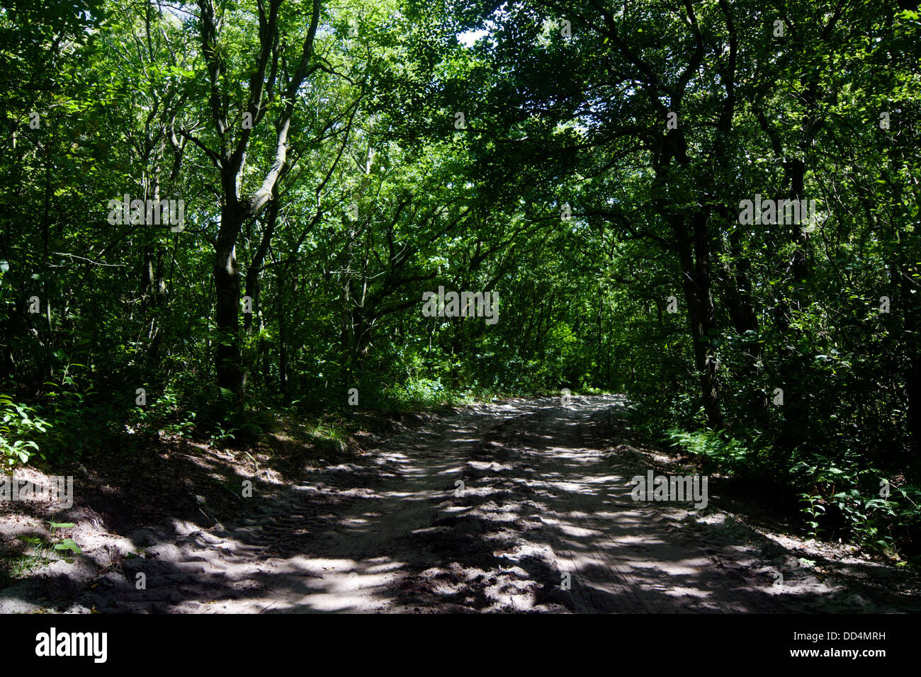 Country road forest hi-res stock photography and images - Alamy