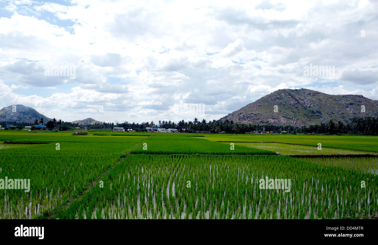 Indian rice farm hi-res stock photography and images - Alamy