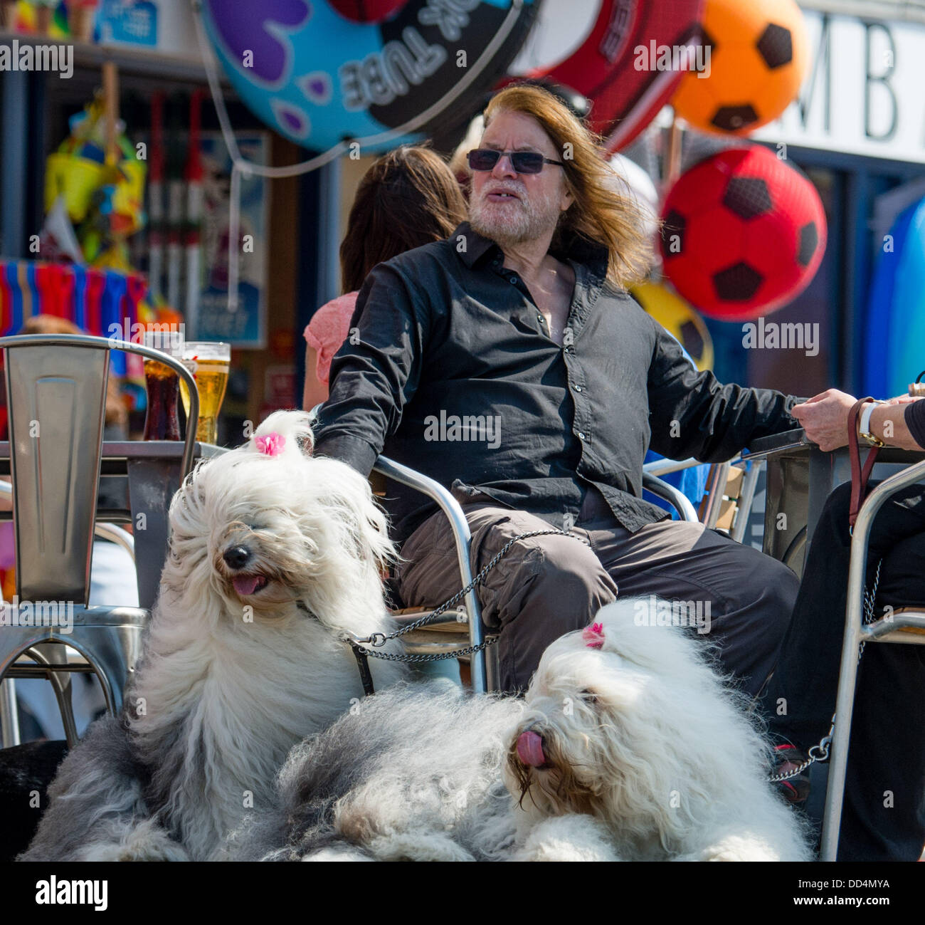 Old english sheepdogs hi-res stock photography and images - Alamy