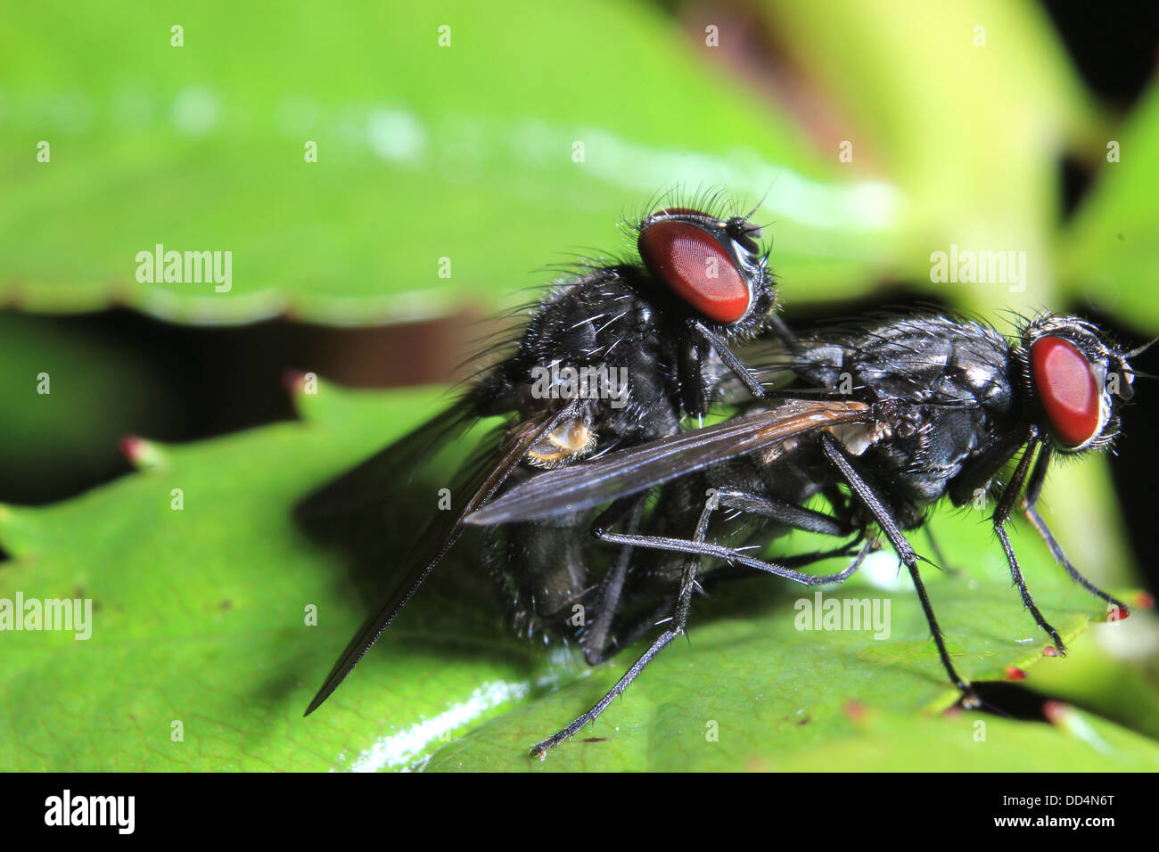 House flies mating Stock Photo - Alamy