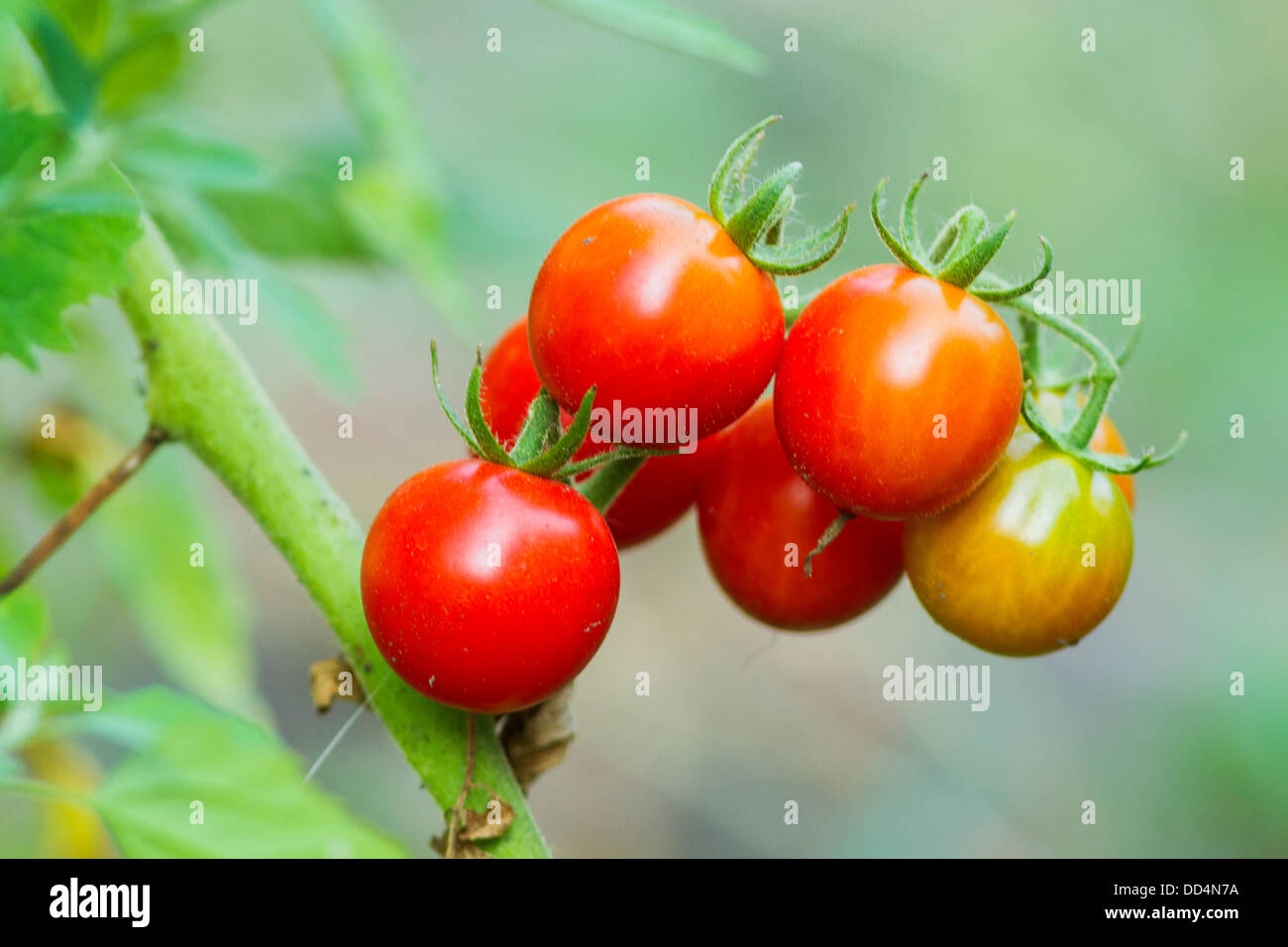 Organic Cherry tomatoes on the vine Stock Photo - Alamy