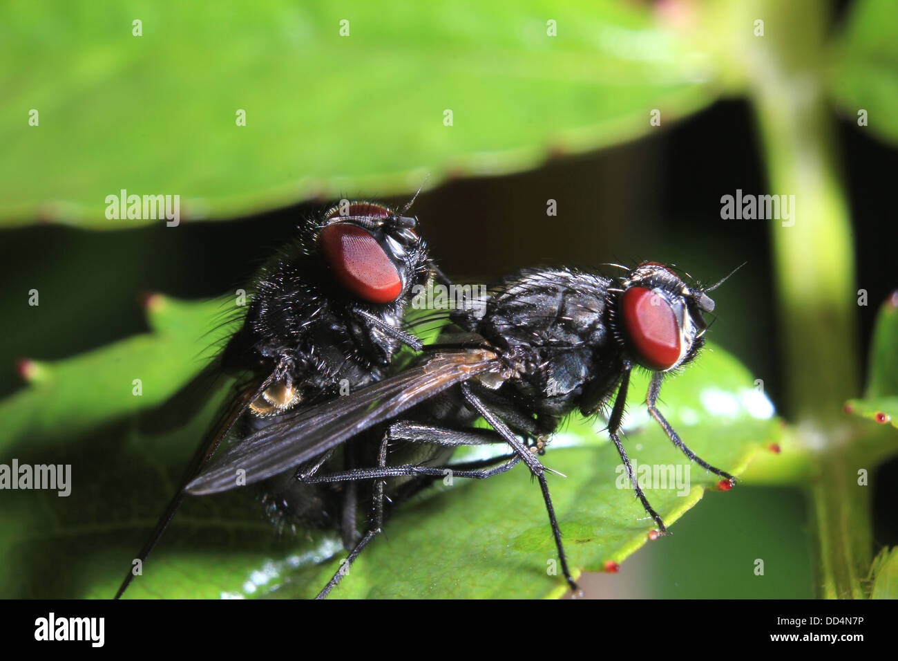 House flies hi-res stock photography and images - Alamy