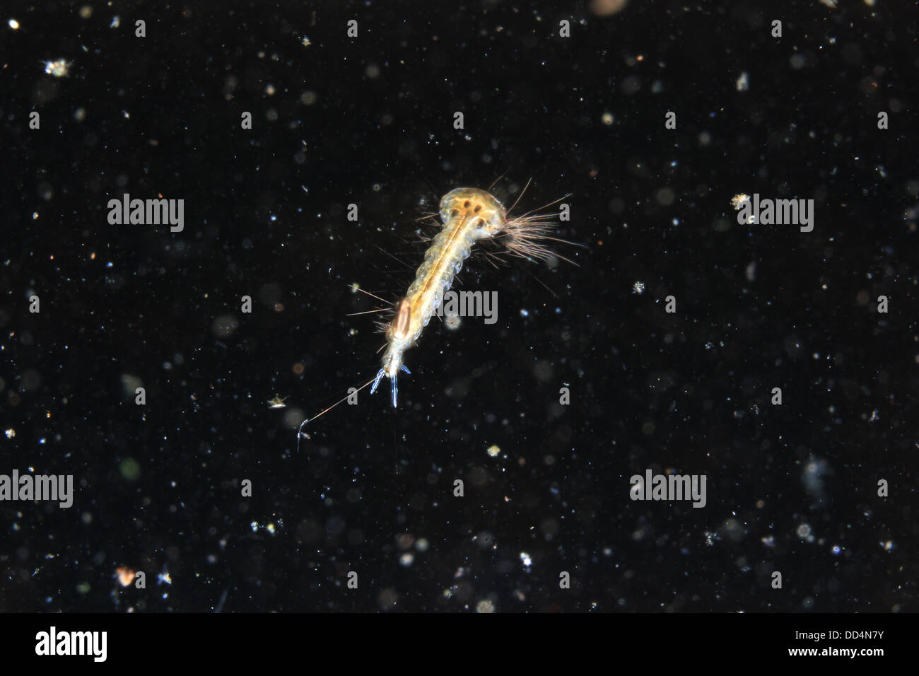 Pond larvae hi-res stock photography and images - Alamy