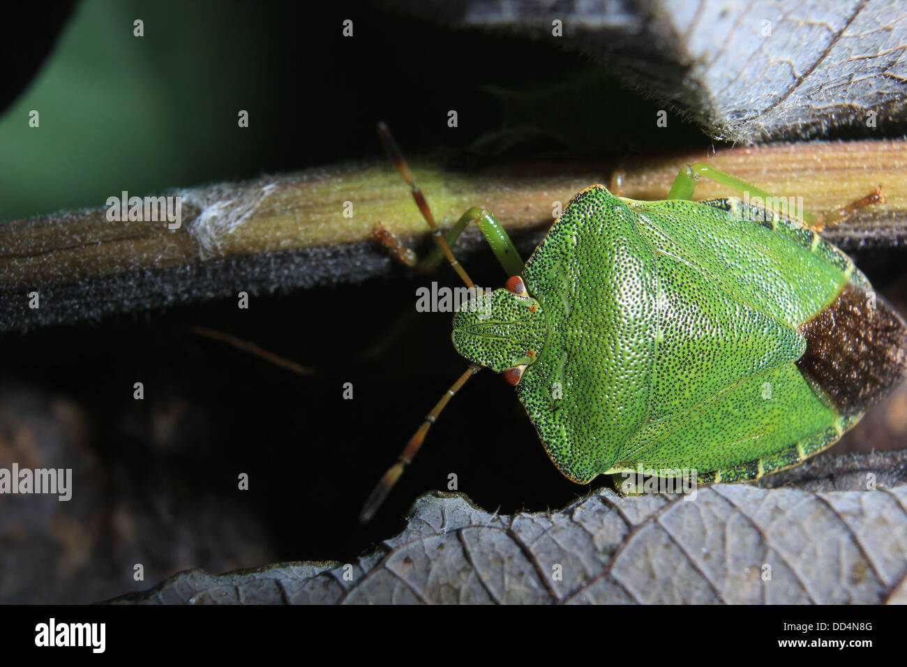 Adult common green shield bug Stock Photo - Alamy