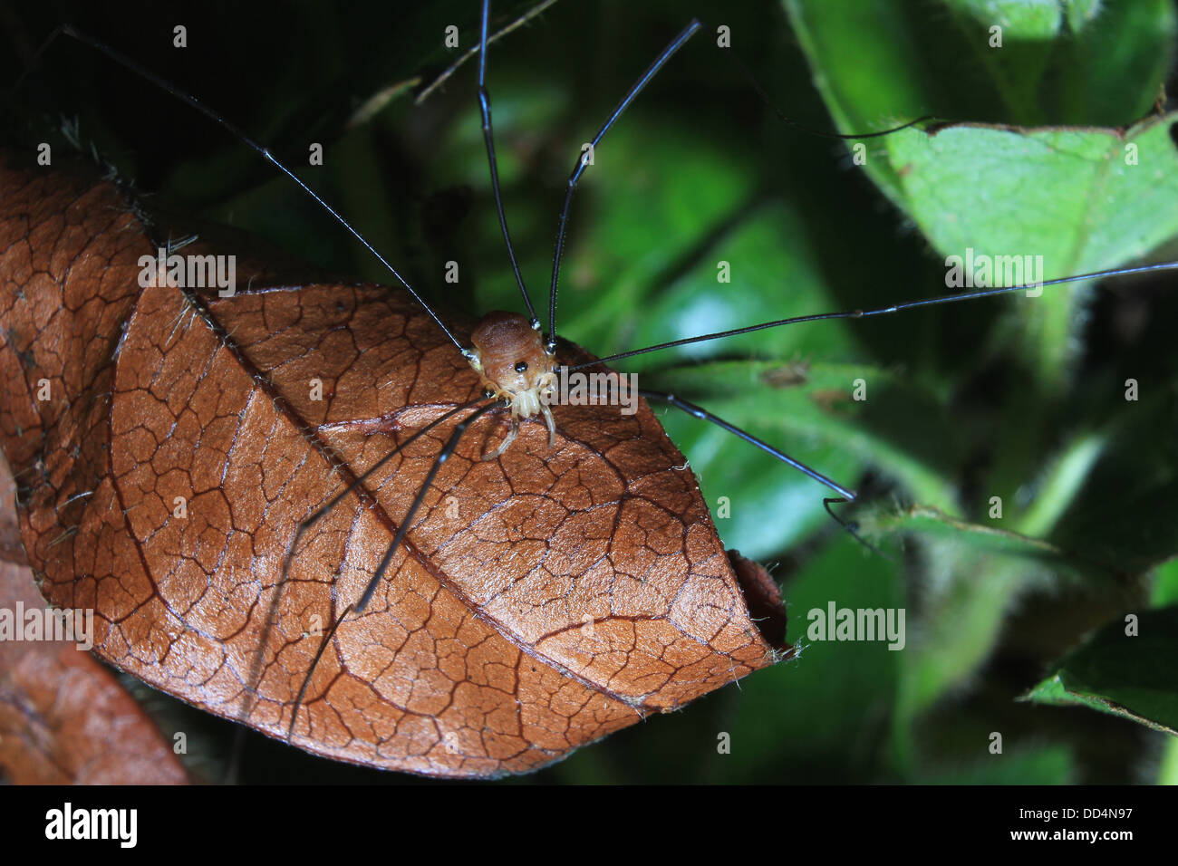 Harvestman Leiobunum rotundum Stock Photo - Alamy