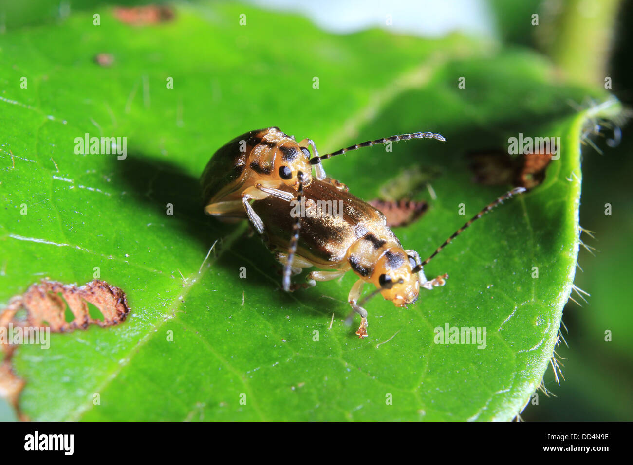 Viburnum beetle uk hi-res stock photography and images - Alamy