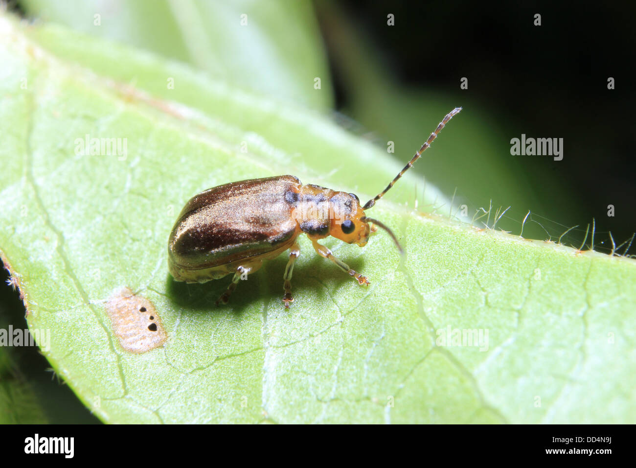 Viburnum leaf beetle Pyrrhalta viburni Stock Photo - Alamy