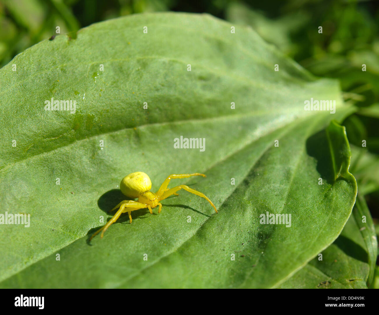 Yellow spider on a plant Stock Photo - Alamy