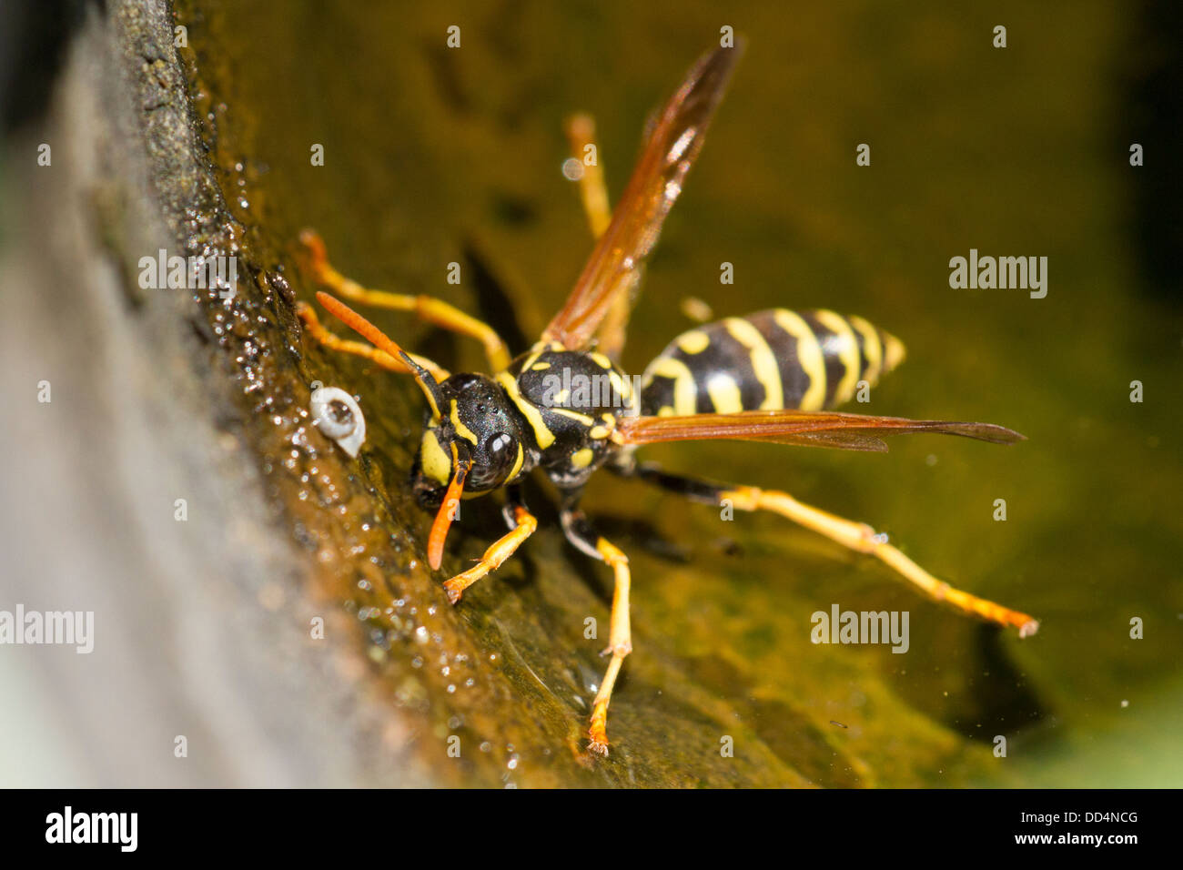 Paper wasp drinking water hi-res stock photography and images - Alamy