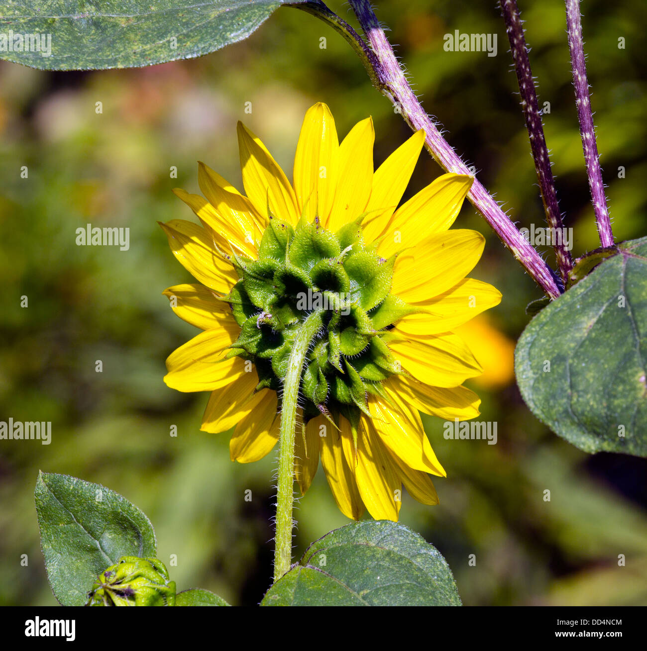 Back of sunflower hi-res stock photography and images - Alamy