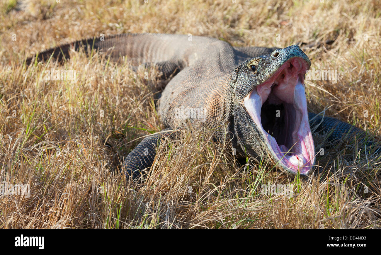 Yawning Komodo Dragon Stock Photo - Alamy