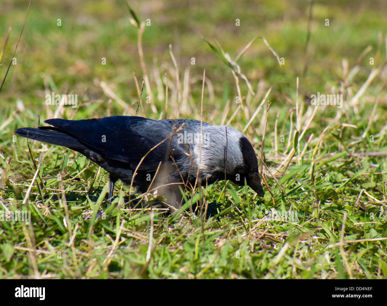crow on the grass Stock Photo - Alamy