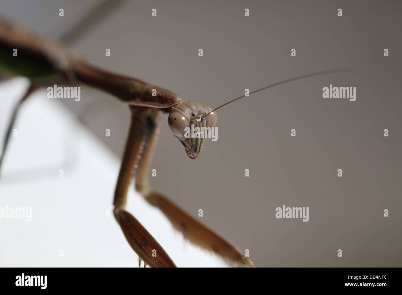 praying mantis insect bug Stock Photo - Alamy