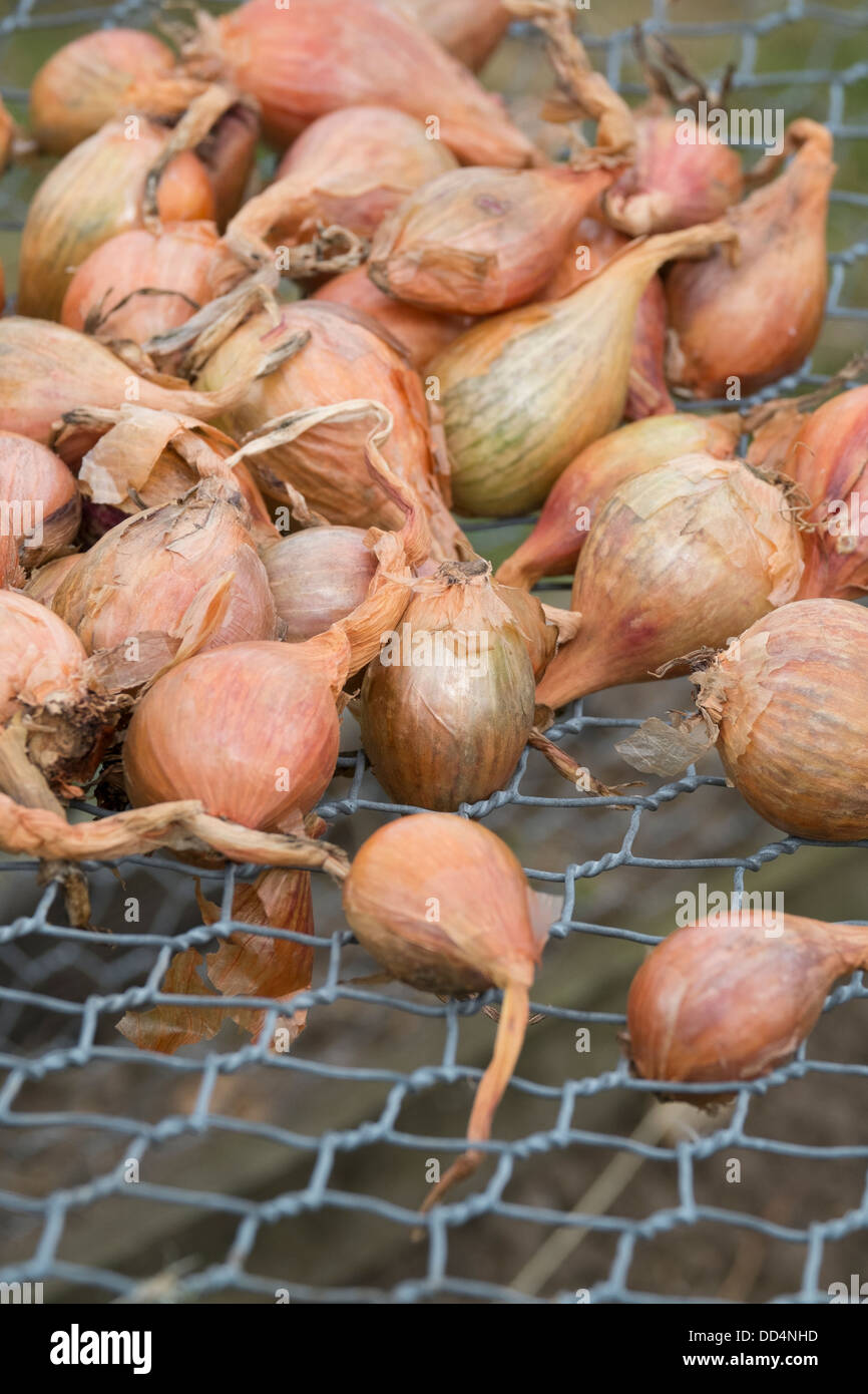Garden shallots drying on wire netting Stock Photo - Alamy