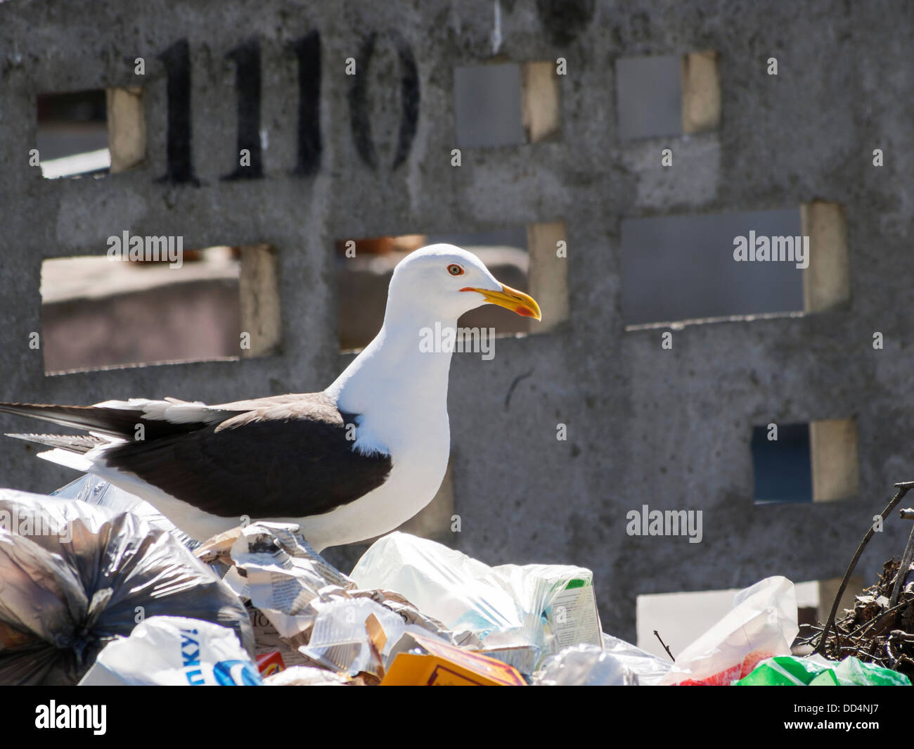 Seagull in the garbage Stock Photo - Alamy