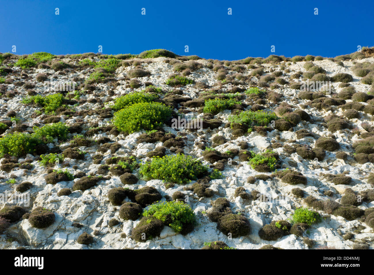 Plants growing on chalk cliffs, Brighton, UK Stock Photo - Alamy