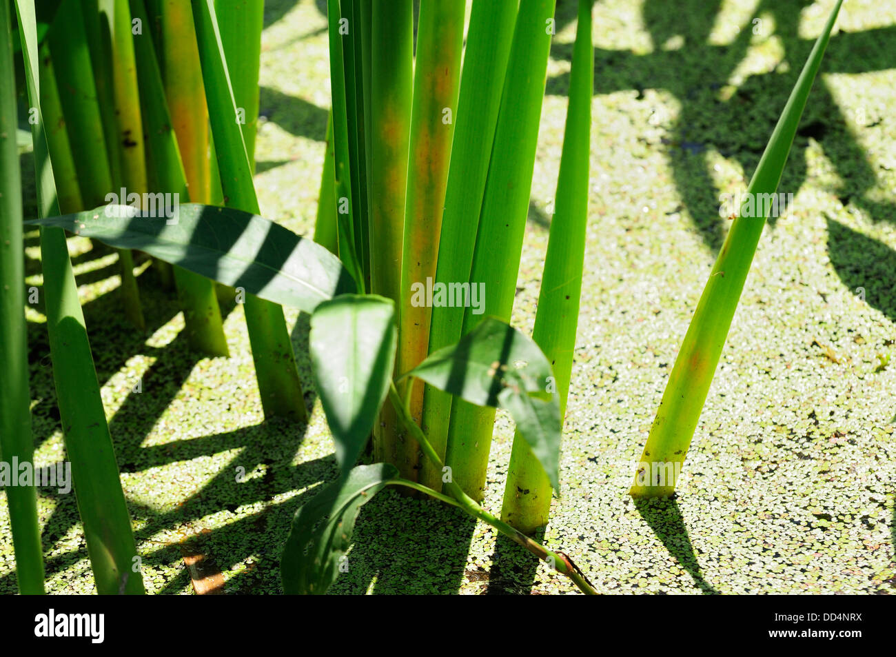 Base of Cat-tails and algae Stock Photo - Alamy