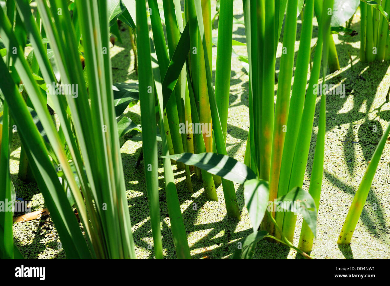Cat Tails Stock Photos & Cat Tails Stock Images - Alamy