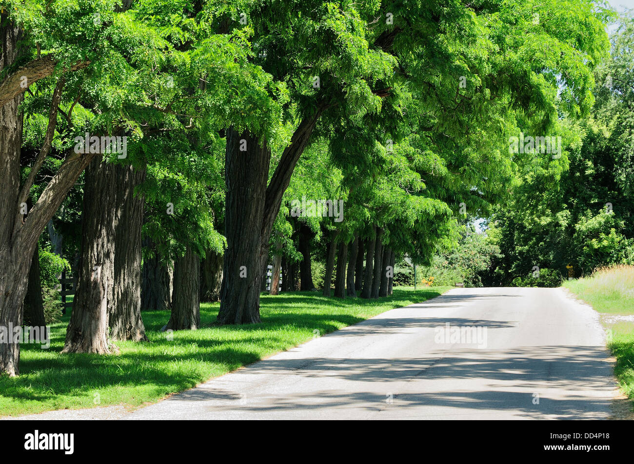 Tree canopy above rural road Stock Photo - Alamy