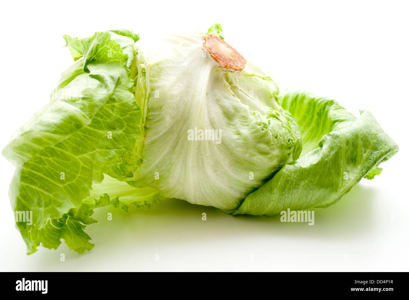 Fresh iceberg lettuce Stock Photo - Alamy